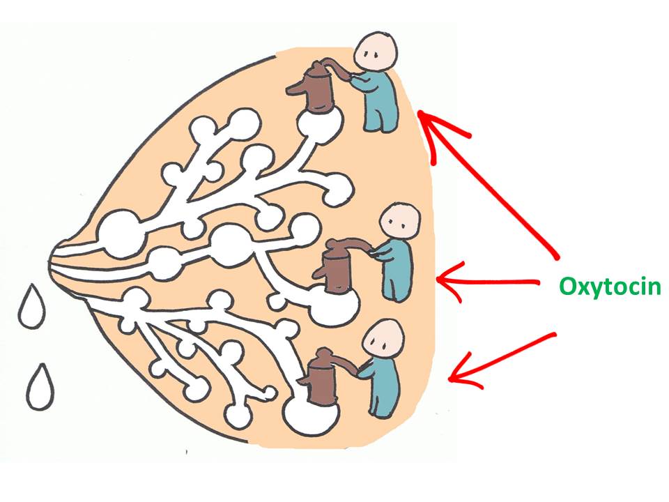 Baby-Friendly E-News (Jan 2019): An Effective, Efficient and Painless ...